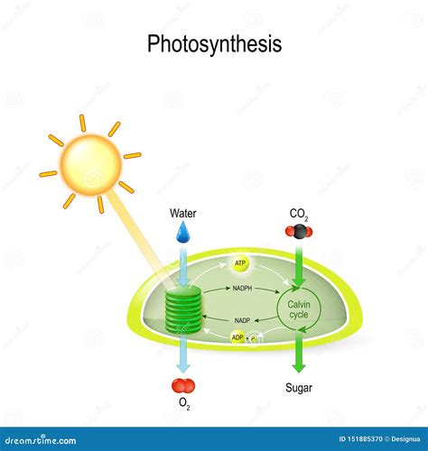 Photosynthesis Process In Chloroplast