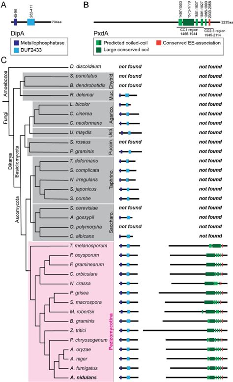 Phylogenetic Analysis Of The Essential Peroxisome Hitchhiking Proteins