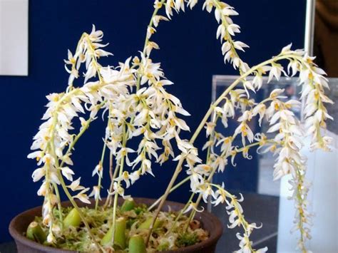 Bulbophyllum Auricomum Alchetron The Free Social Encyclopedia