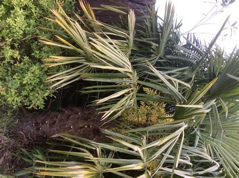 Expert Advice On How To Trim A Palm Tree WikiHow