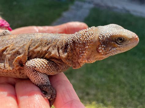 Chuckwalla Photos Desert Moon