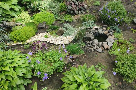 Various Blooming Perennial Plants Among Stones In Small Rockery In