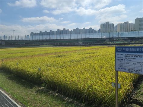 기후변화에 따른 벼 모내기 시기 재설정