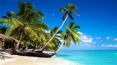 Wallpaper Beautiful Beach Palm Trees Sea Blue Sky Clouds Tropical My XXX Hot Girl