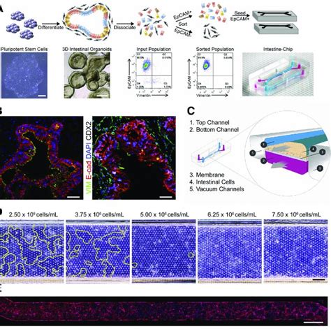 Identifying Intestinal Epithelial Cell Types In Scrna Seq Data By Download Scientific Diagram