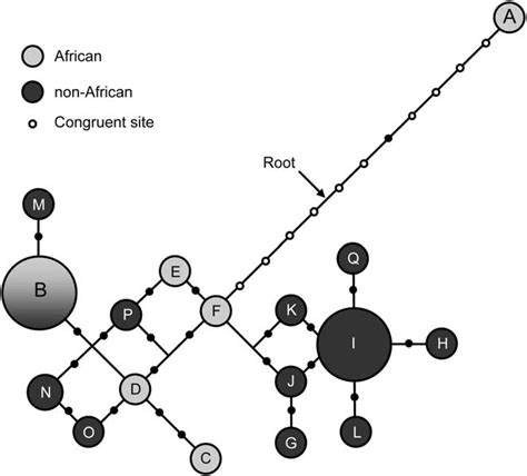 —minimum spanning haplotype network for the download scientific diagram