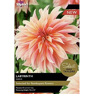 Labyrinth Dahlia From Dundry Nurseries Labyrinth Dahlia From Dundry Nurseries