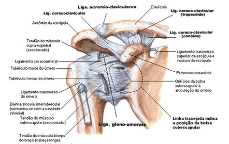 Anatomia Ombro Dr César Betoni