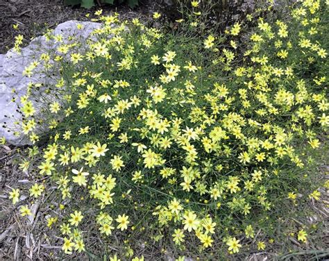 Sun Coreopsis Moonbeam Verticillata Yellow Hardy Perennial 1 Potted