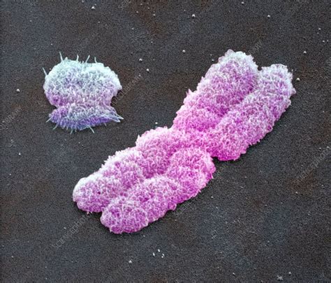Pioneering Genetics Research Male Sex Chromosome Finally Deciphered Latest News News Today