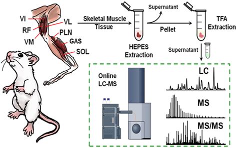 Figure 1 From Top Down Proteomics Reveals Myofilament Proteoform Heterogeneity Among Various Rat