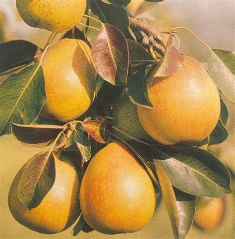 Pineapple Pear Tree Live 4 6 Foot Tall Fruit Trees Plant Healthy Plants Orchards Fresh Pears