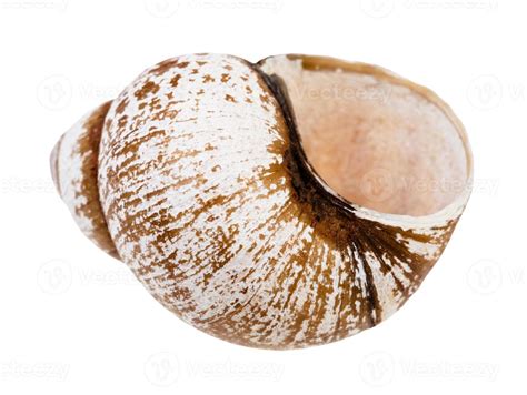 Empty Shell Of Snail Isolated On White Stock Photo At Vecteezy