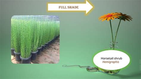 Shrubs And Climbers Brief Presentation With Examplespptx