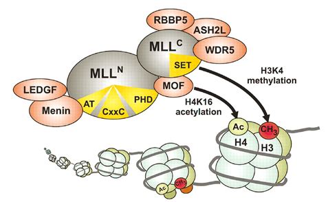 The Molecular Biology Of Mixed Lineage Leukemia Haematologica