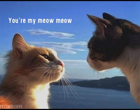 You Are My Meow Meow