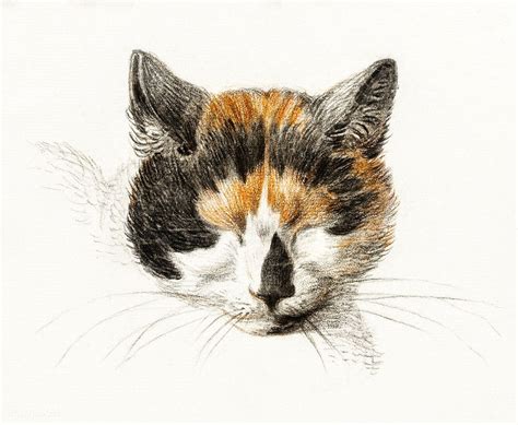 How To Draw A Calico Cat Easy Drawing Word Searches