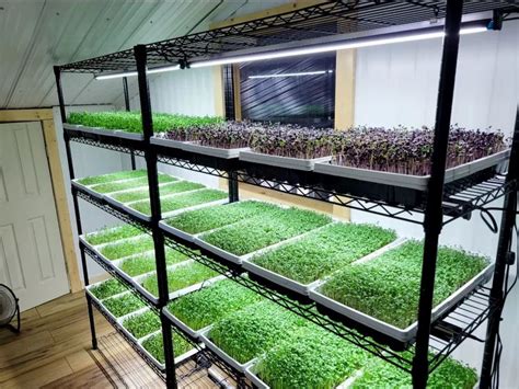 Storack Mild Steel Plant Tissue Culture Racks 6 At ₹ 7999piece In Rajkot