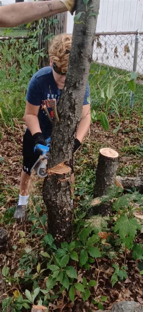 Gallery Recent Projects Andrew Tree Service