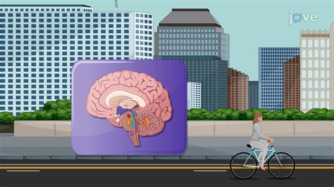 Higher Mental Functions Of Brain Learning And Memory Concept Anatomy And Physiology JoVe