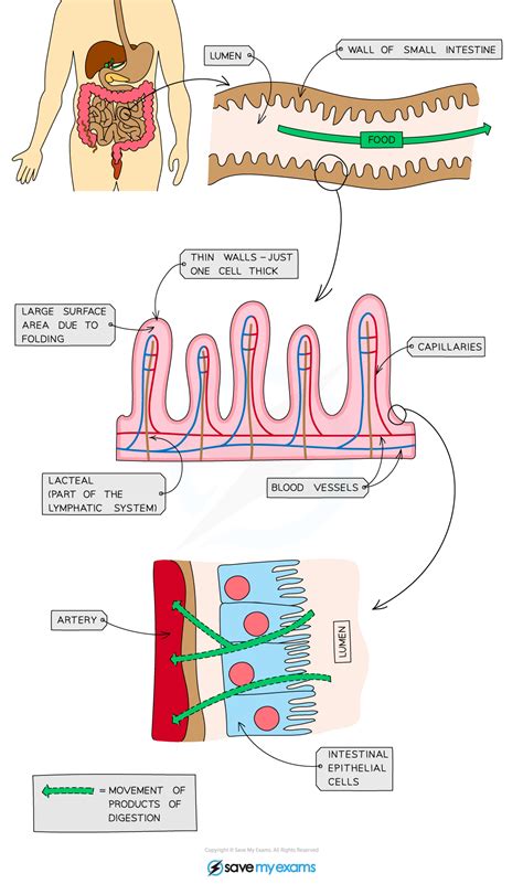Edexcel IGCSE Biology Double Science 复习笔记 2 5 11 Absorption