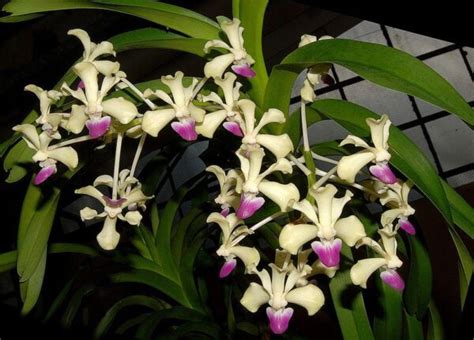 Vanda Ustii The Orchid Species Society Inc