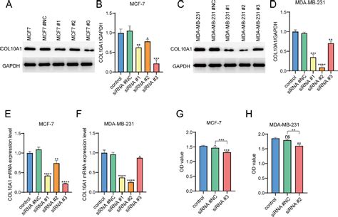 High Expression Col10a1 Promotes Breast Cancer Progression And Predicts