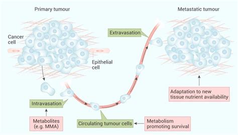 靶向肿瘤代谢，助力攻克癌症 Medchemexpress 知乎