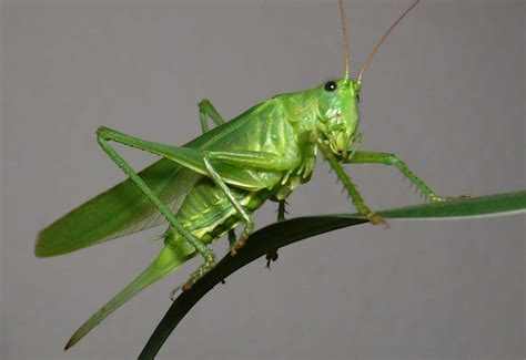 Scotts War Gaming Paint Grasshopper