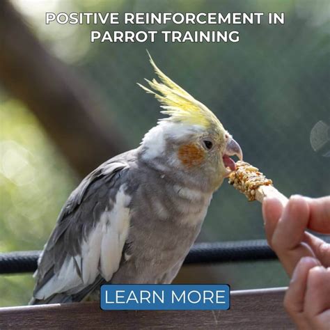 How To Teach A Parrot To Talk In Just 2 Steps