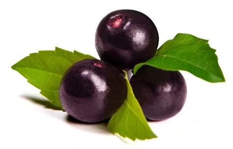Freeze Dried Acai Berry Powder Manufacturer Undersun