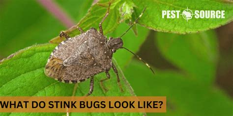 What Do Stink Bugs Look Like Pest Source