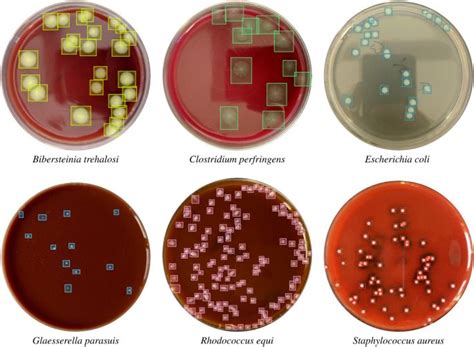 Annotated Dataset For Bacterial Colony Detection Scientific Data