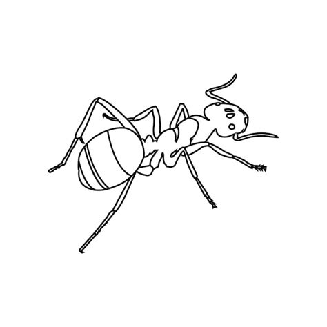 Vectores E Ilustraciones De Hormiga Linea Para Descargar Gratis Freepik
