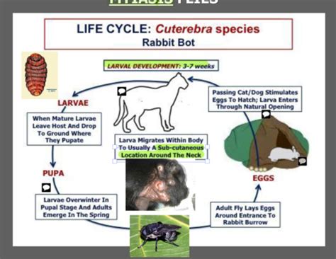 Cuterebra Life Cycle