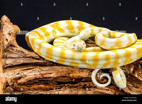 Albino Yellow Python Photos And Albino Yellow Python Images Alamy