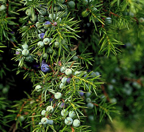 Common Juniper Tree History And Facts