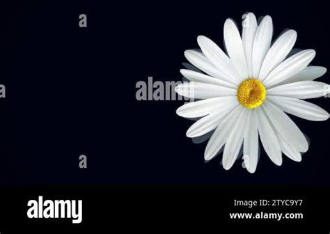 Chamomile On Black Background Animation Of Abstract Floating White Daisy And Purple Flower On