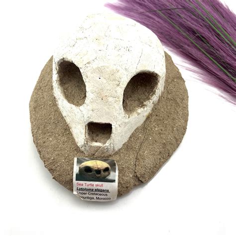 Fossil Turtle Skull From Morocco Crystalbarista