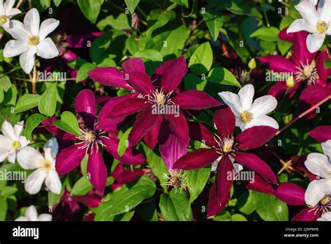 Red And White Clematis Flowering Plants Blooming In Summer Garden Stock
