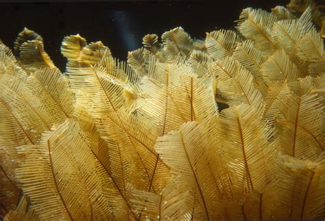 Aglaophenia Ctenata · Inaturalist