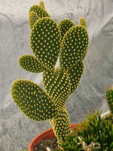 Bunny Ear Cactus Opuntia Microdasys Cactus Purple Plants Cacti