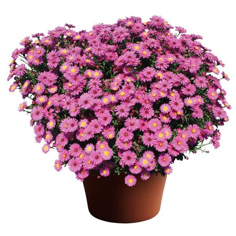 Aster Novi Belgii Hazy Dark Pink Lucas Greenhouses