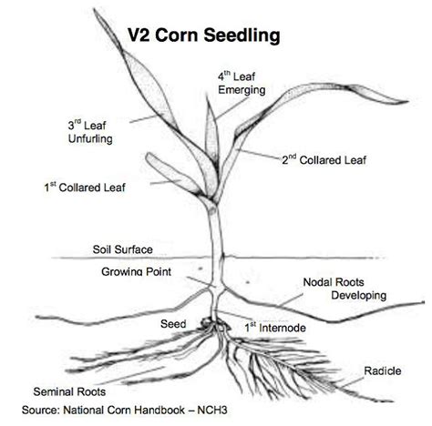 How To Replant Corn Golden Harvest