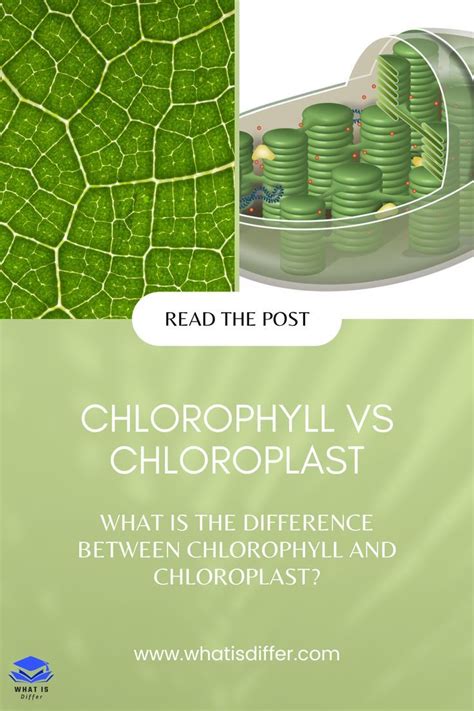 Chlorophyll Vs Chloroplast Understanding The Difference