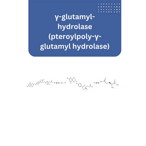 γ Glutamyl Hydrolase Pteroylpoly γ Glutamyl Hydrolase Asa