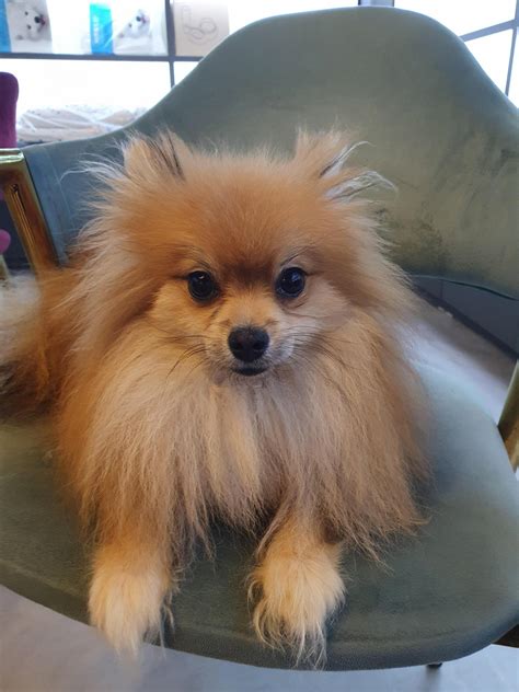 포메라니안 모카 포메라니안성격 말티즈성격 말티푸성격 푸들성격 먼치킨성격 랙돌성격 브리티쉬숏헤어성격 스코티쉬폴드성격 러시안블루성격 강아지성격 고양이성격 털안빠지는비숑프리제 털