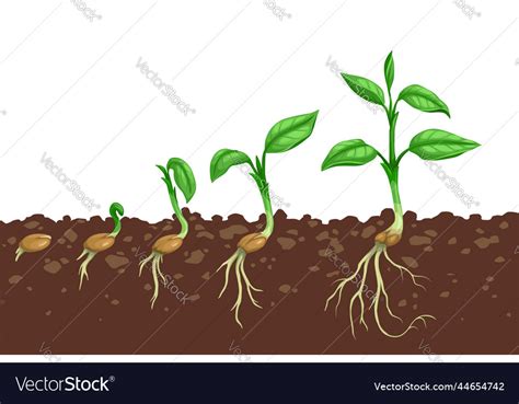 Plant Growth Steps Seed Germination In Soil Vector Image