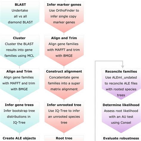 schematic representation of a gene tree species tree reconciliation download scientific diagram