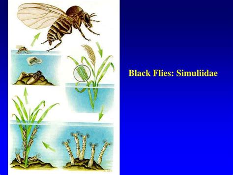 Ppt Phylum Apicomplexa Powerpoint Presentation Free Download Id 1193653